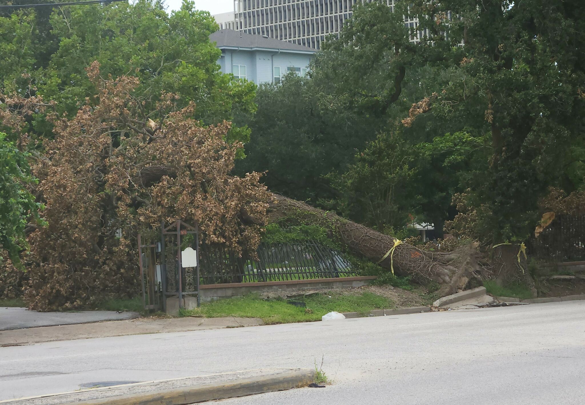 Downed Montrose post oak reveals true age of ‘Three Sisters’
