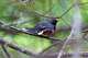 Rare bird, never before seen in California, spotted in S.F.