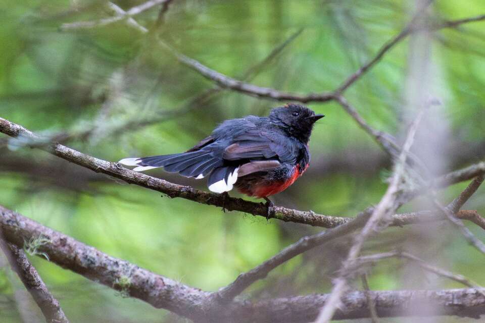 Rare bird, never before seen in California, spotted in S.F.