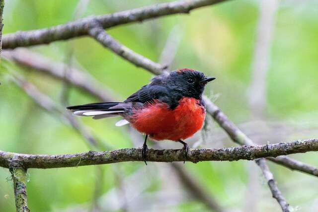 Rare bird, never before seen in California, spotted in S.F.