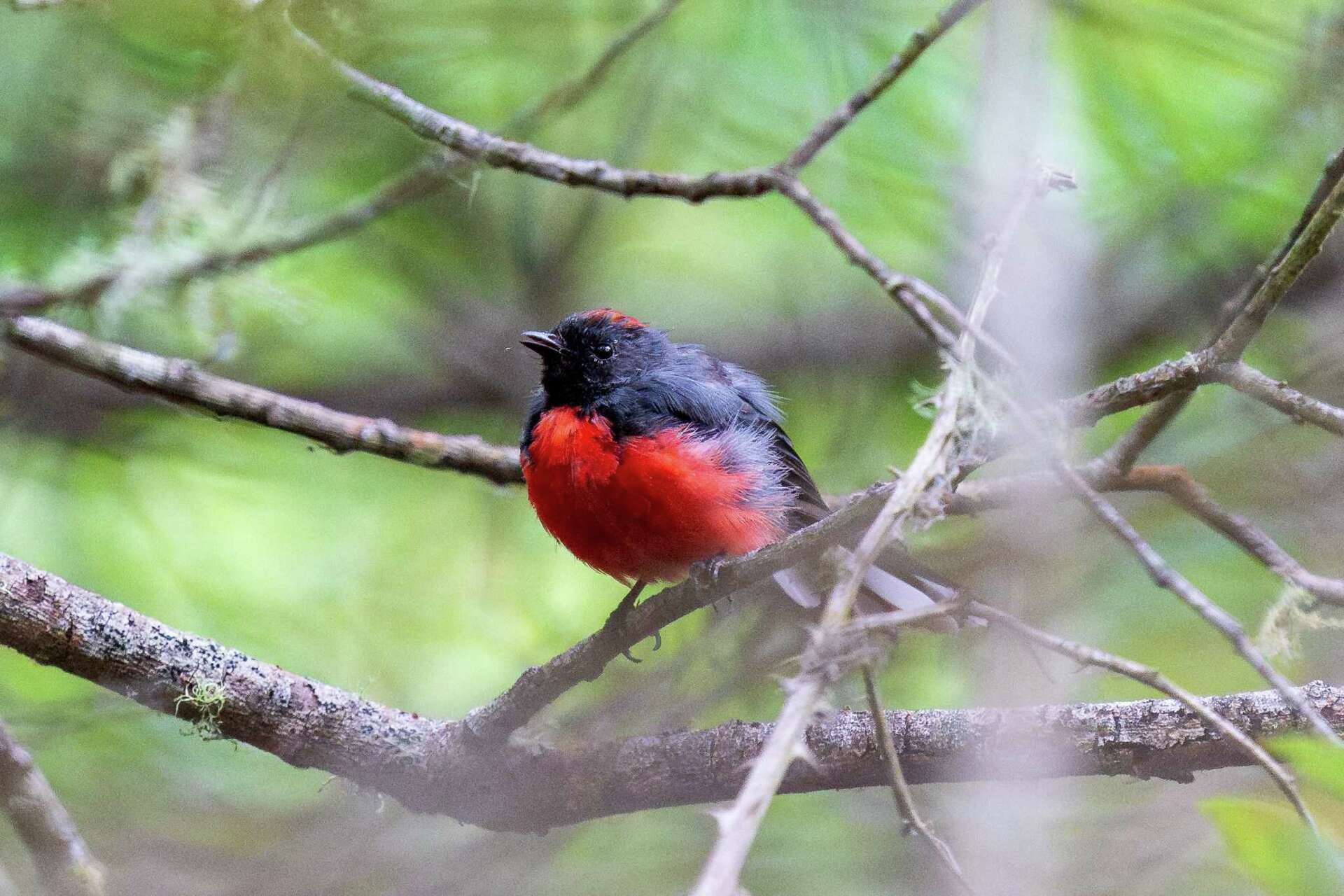 Rare bird, never before seen in California, spotted in S.F.