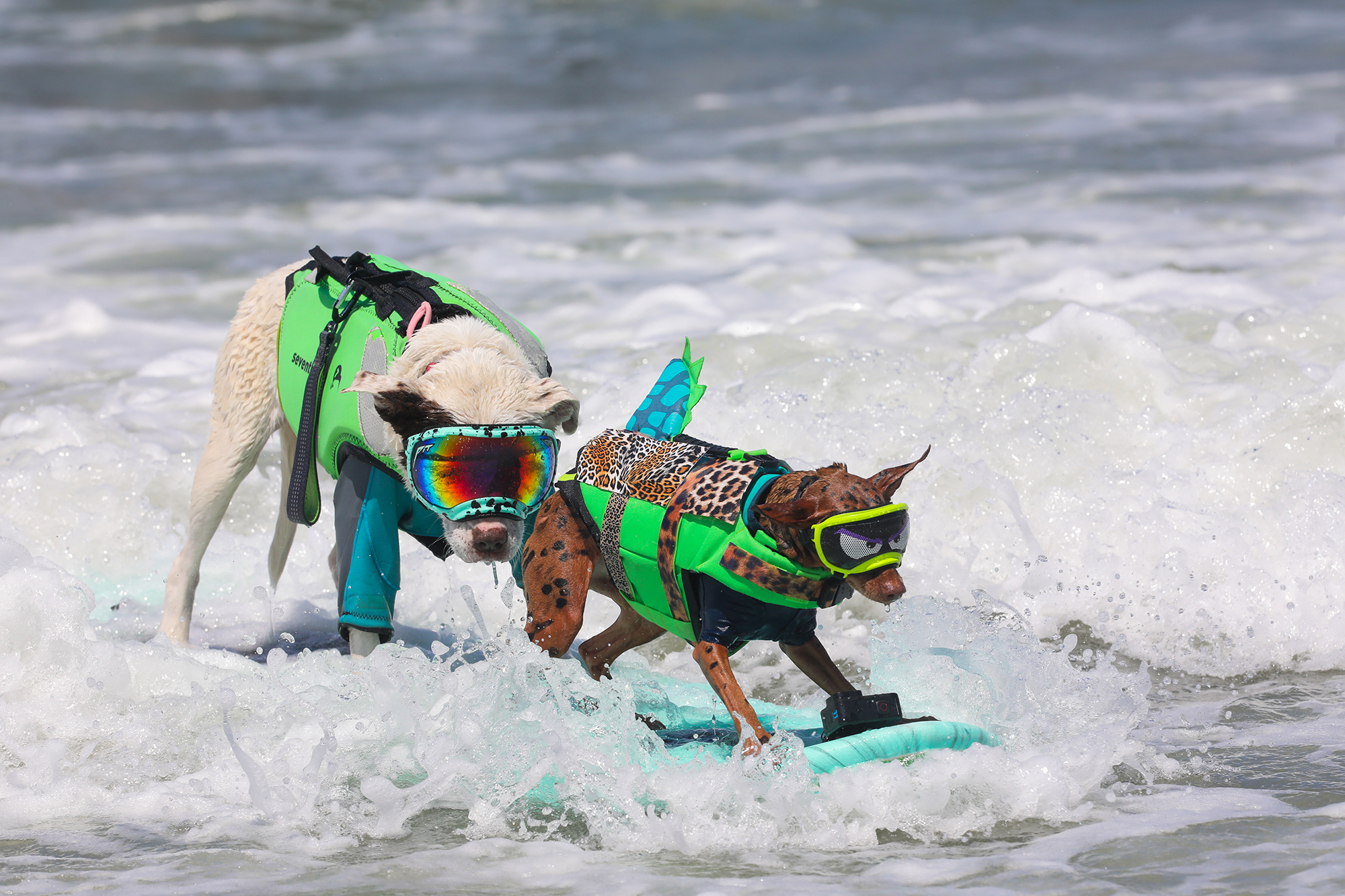 Surfing dogs catch waves at Pacifica’s global competition
