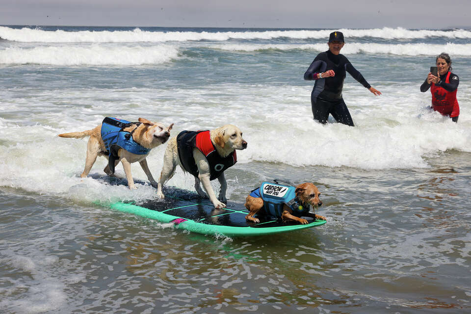 Surfing dogs catch waves at Pacifica’s global competition