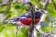 Rare bird, never before seen in California, spotted in S.F.