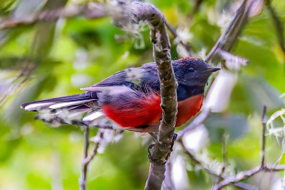 Rare bird, never before seen in California, spotted in S.F.