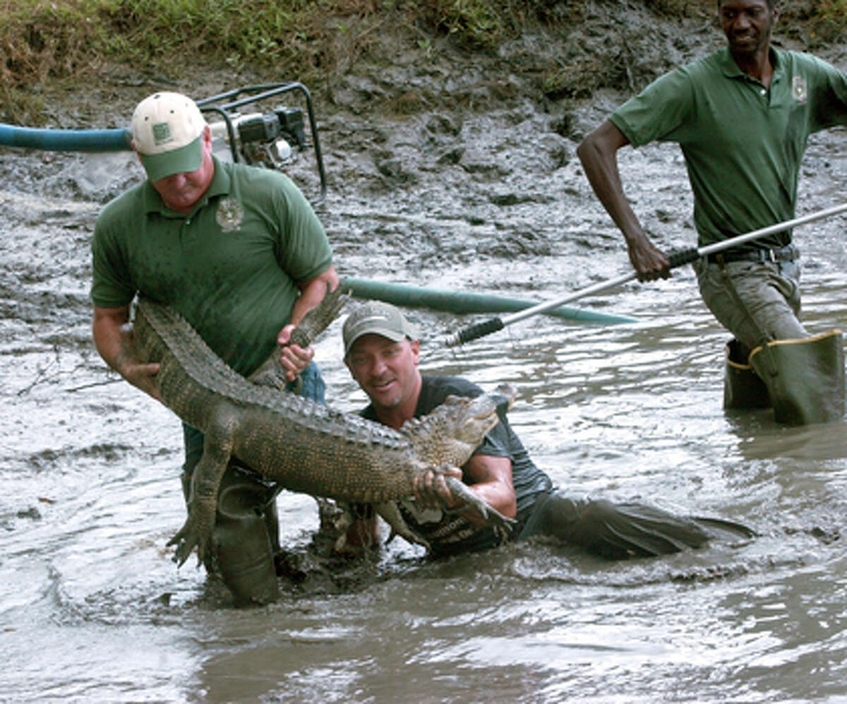 Texas aligators who 'fled' from Hurricane Ike sent home from 'shelter'