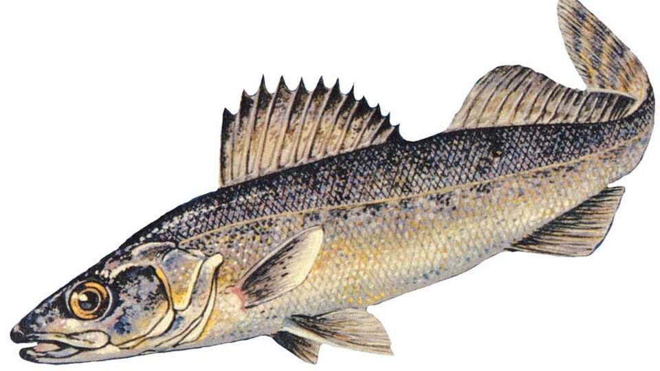 These five native fish have disappeared from the Great Lakes