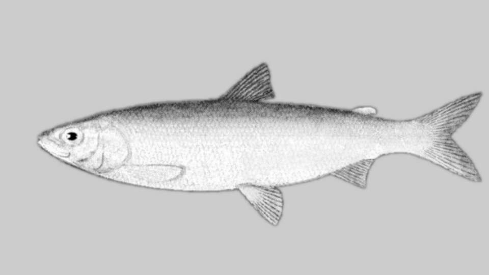 These five native fish have disappeared from the Great Lakes