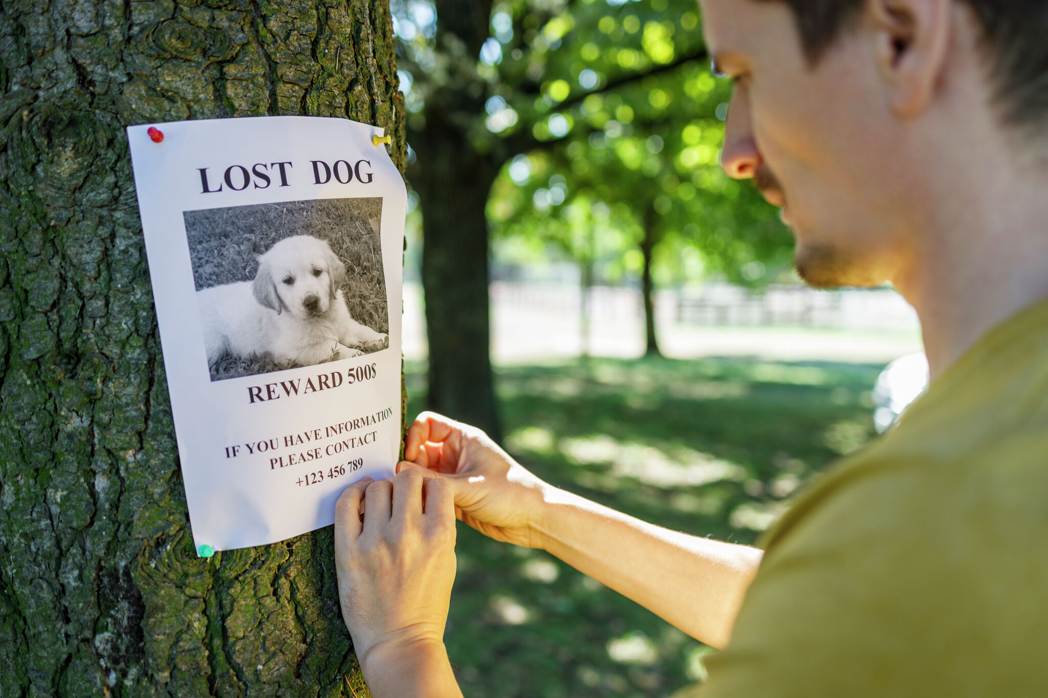 Midland warns of scammers targeting lost pet owners