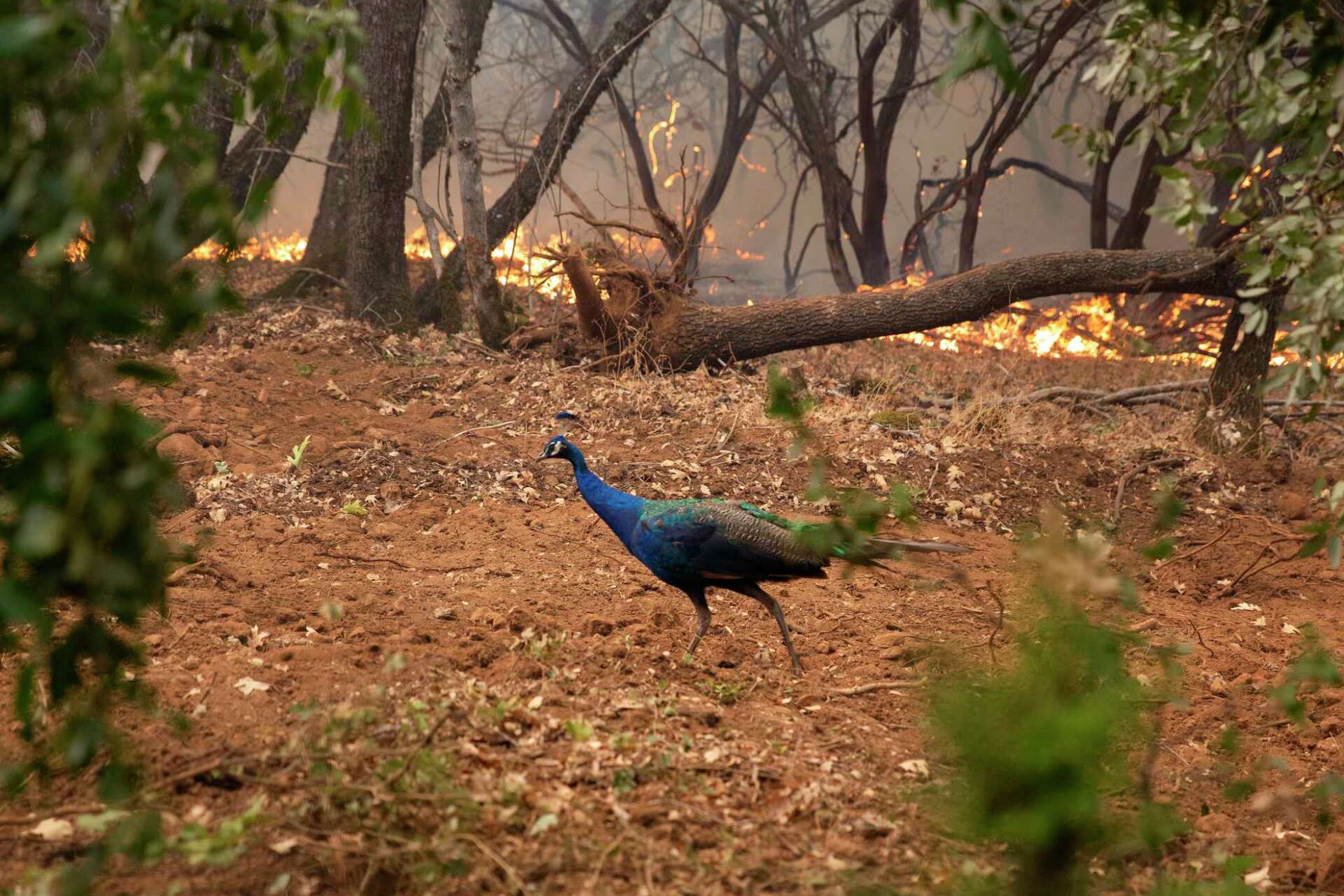 How are the California wildfires affecting birds?