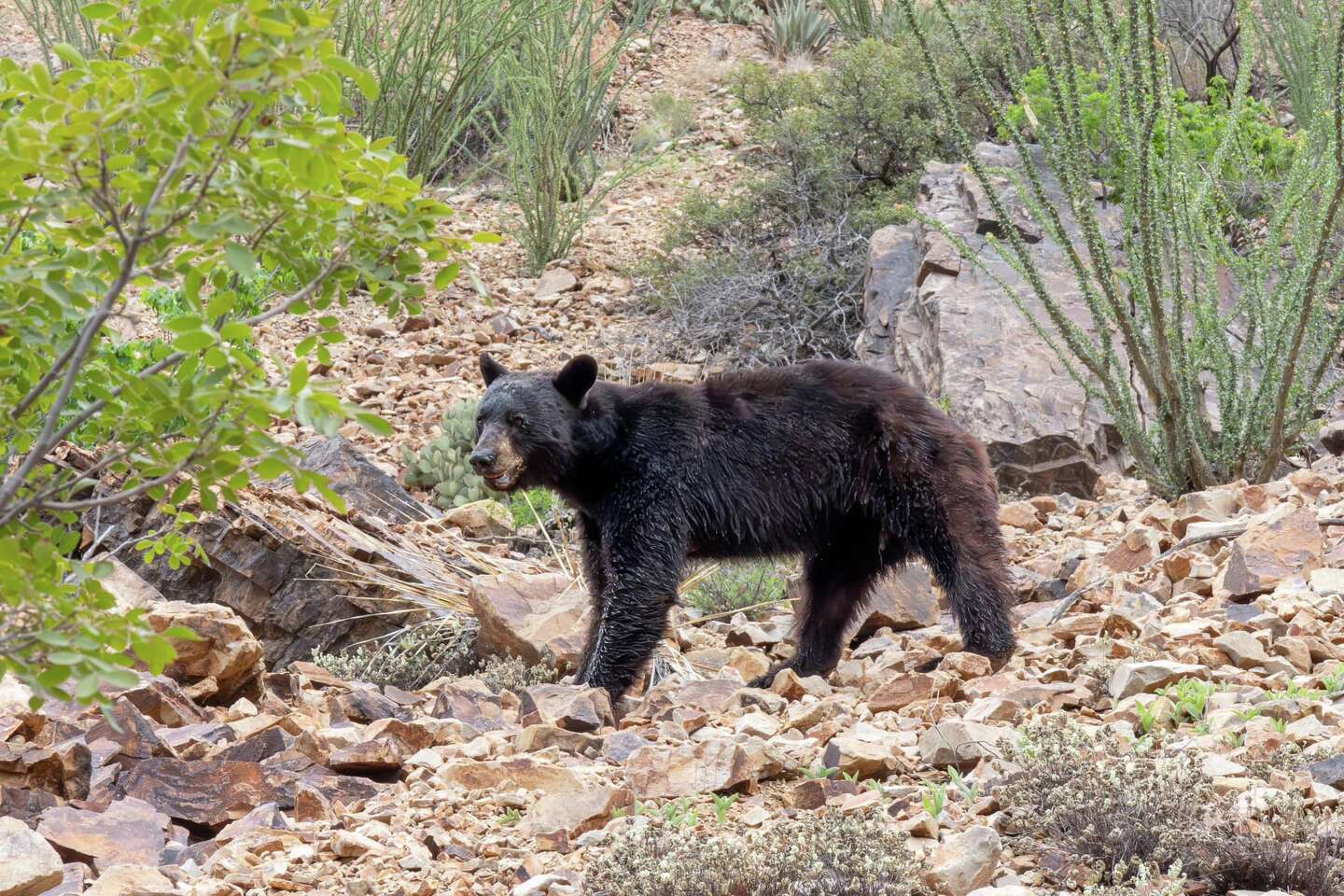 Texas to see more encounters with this bear species