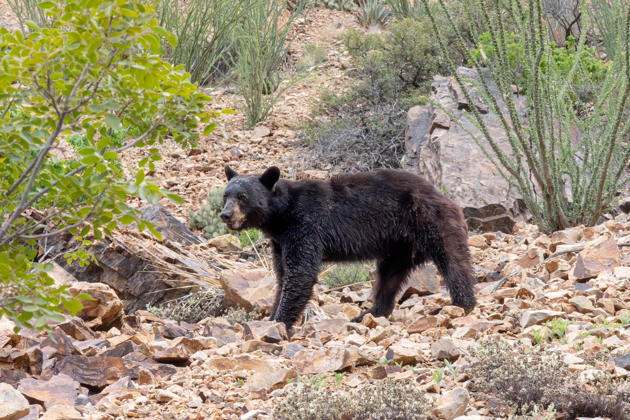 Rare black bear joins woman on hike in Texas