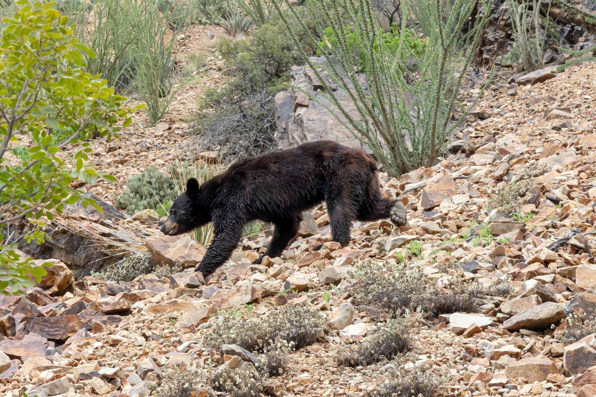 Rare black bear joins woman on hike in Texas