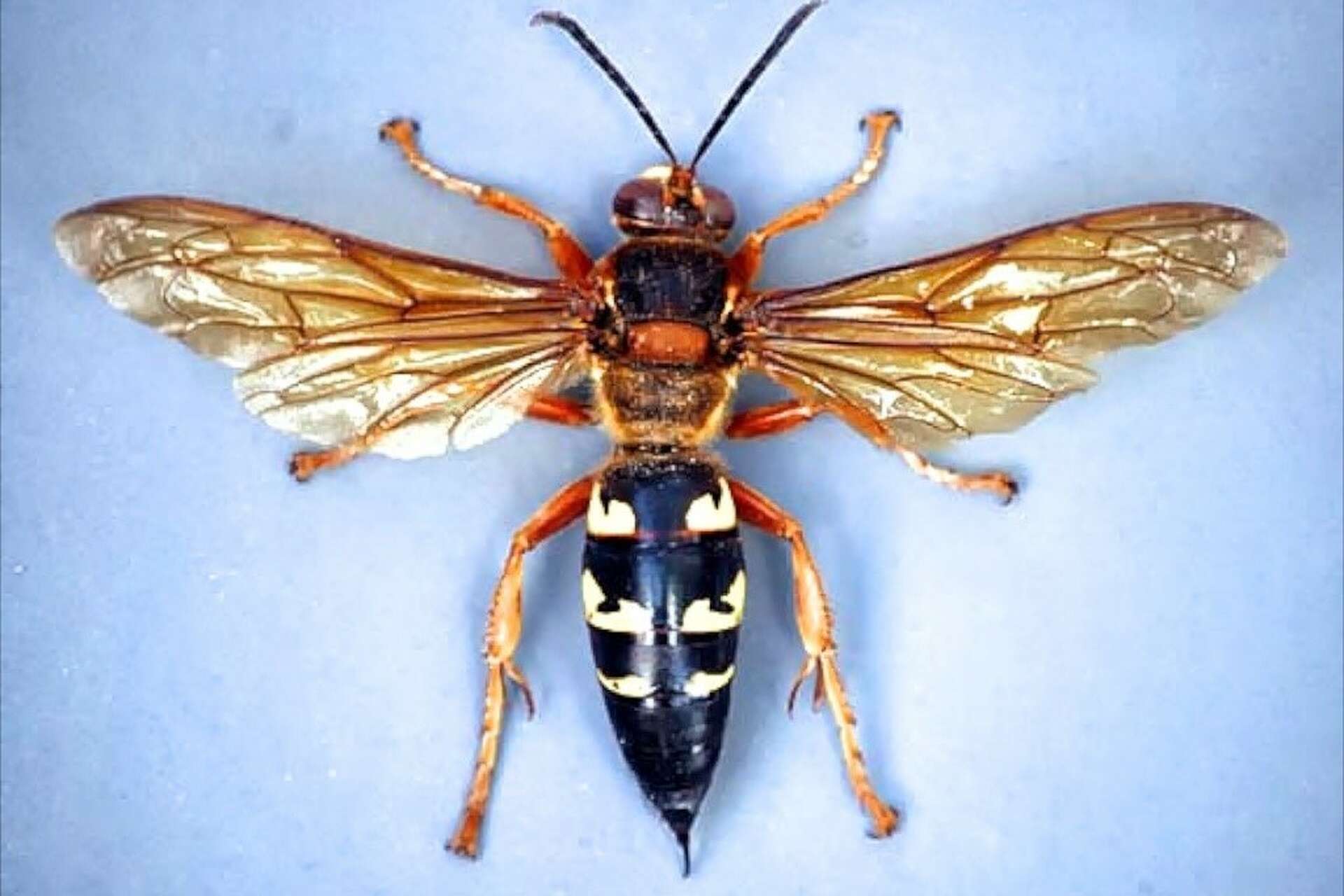 Gigantic Killer wasps swarm Texas. What to know.