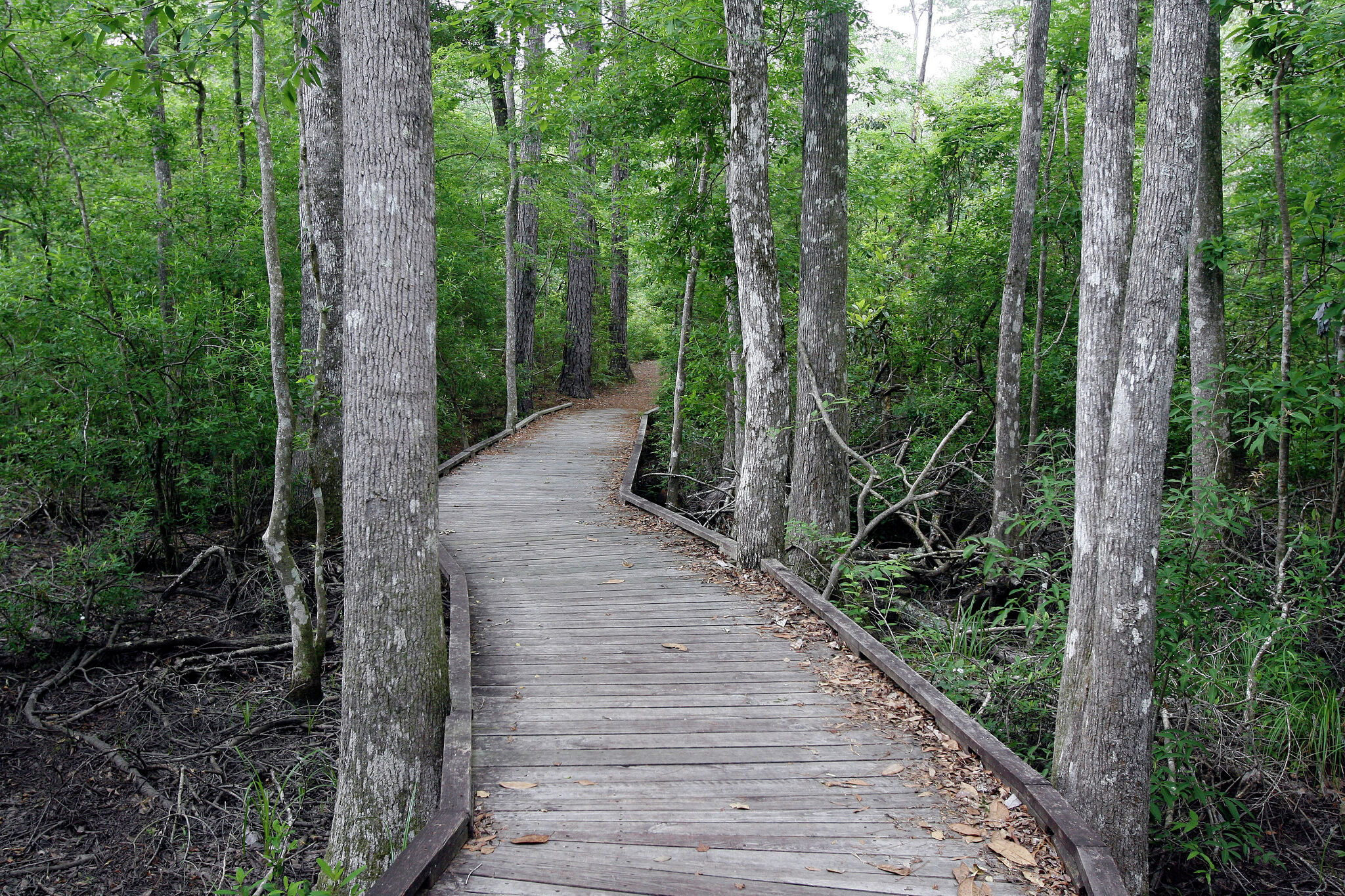 Big Thicket National Preserve faces mounting threats