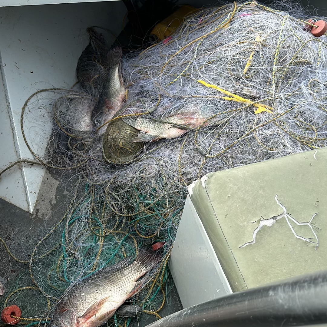 South Texas turtles, catfish rescued from illegal fishing nets