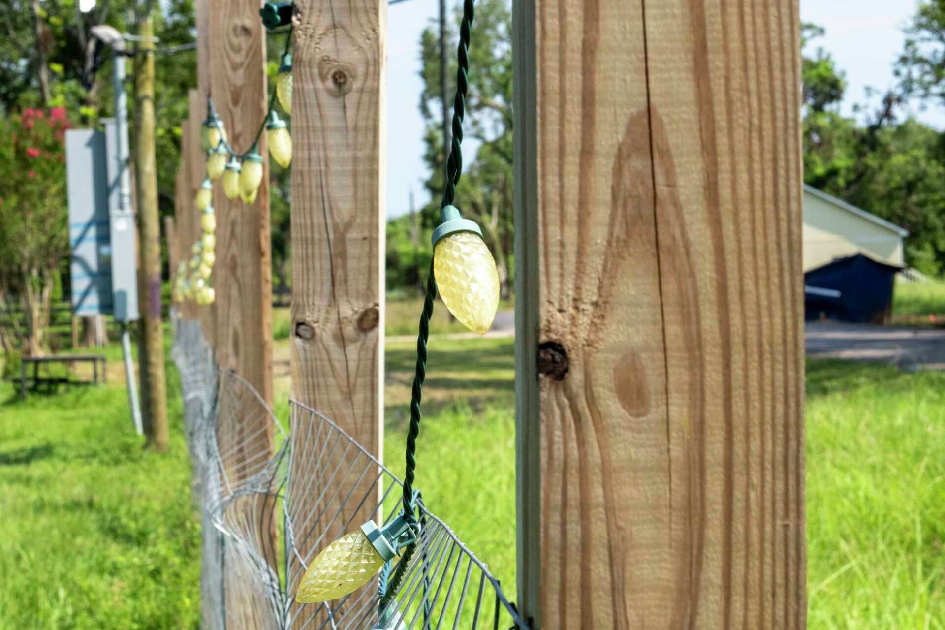 Waterstone Ranch Turkish Farm struggling to recover after Beryl damage