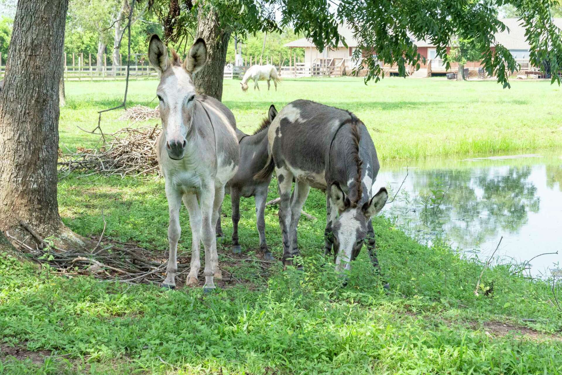 Waterstone Ranch Turkish Farm struggling to recover after Beryl damage