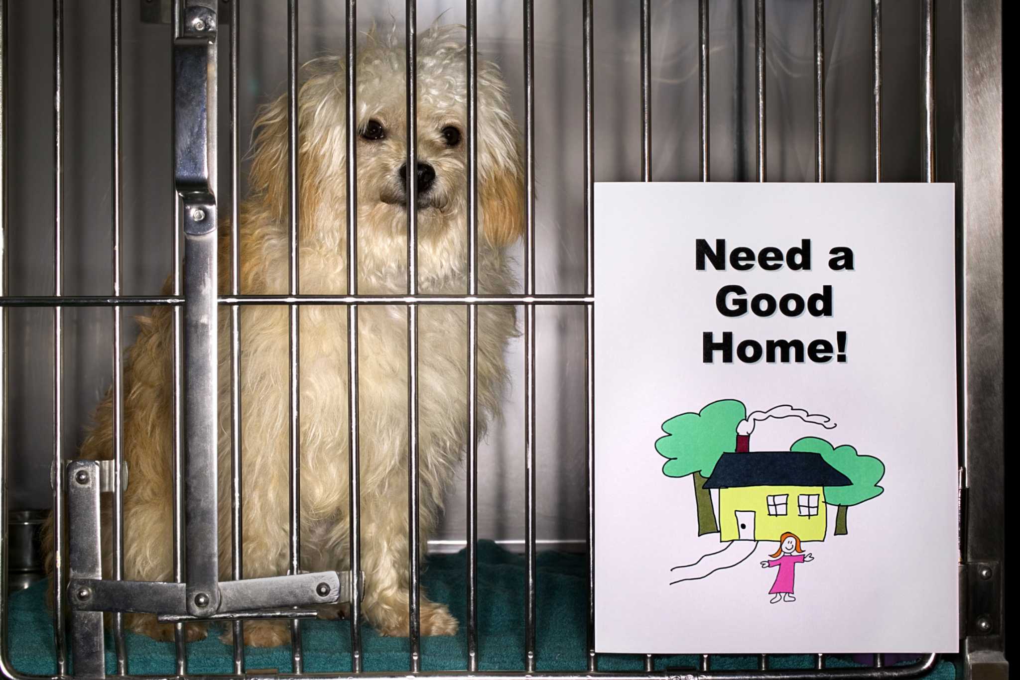 Facts About Animal Control Jobs