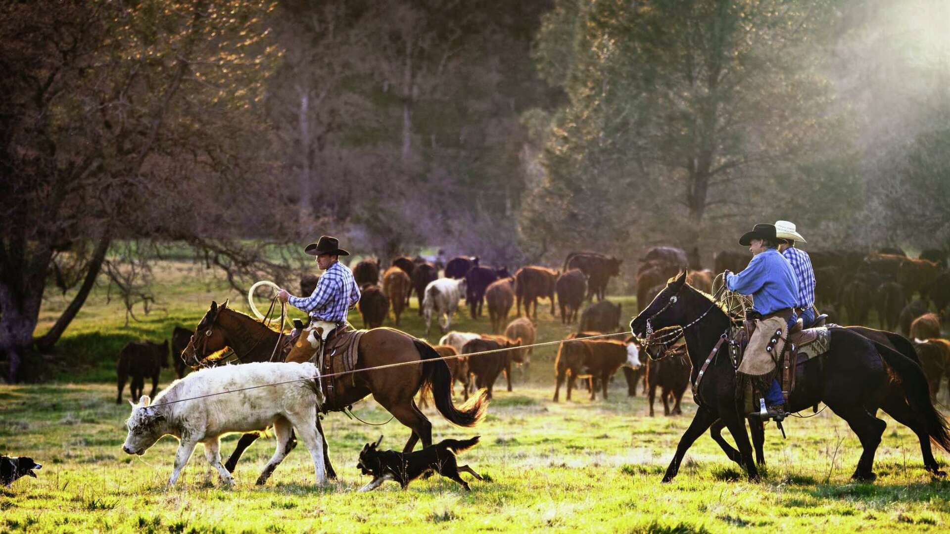 The Average Income of a Cattle Rancher