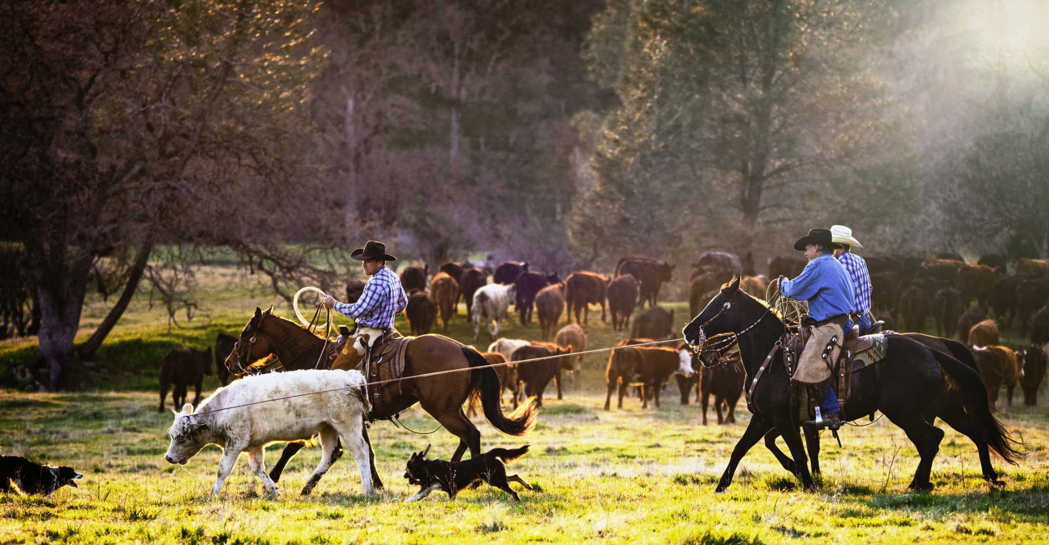 The Average Income of a Cattle Rancher