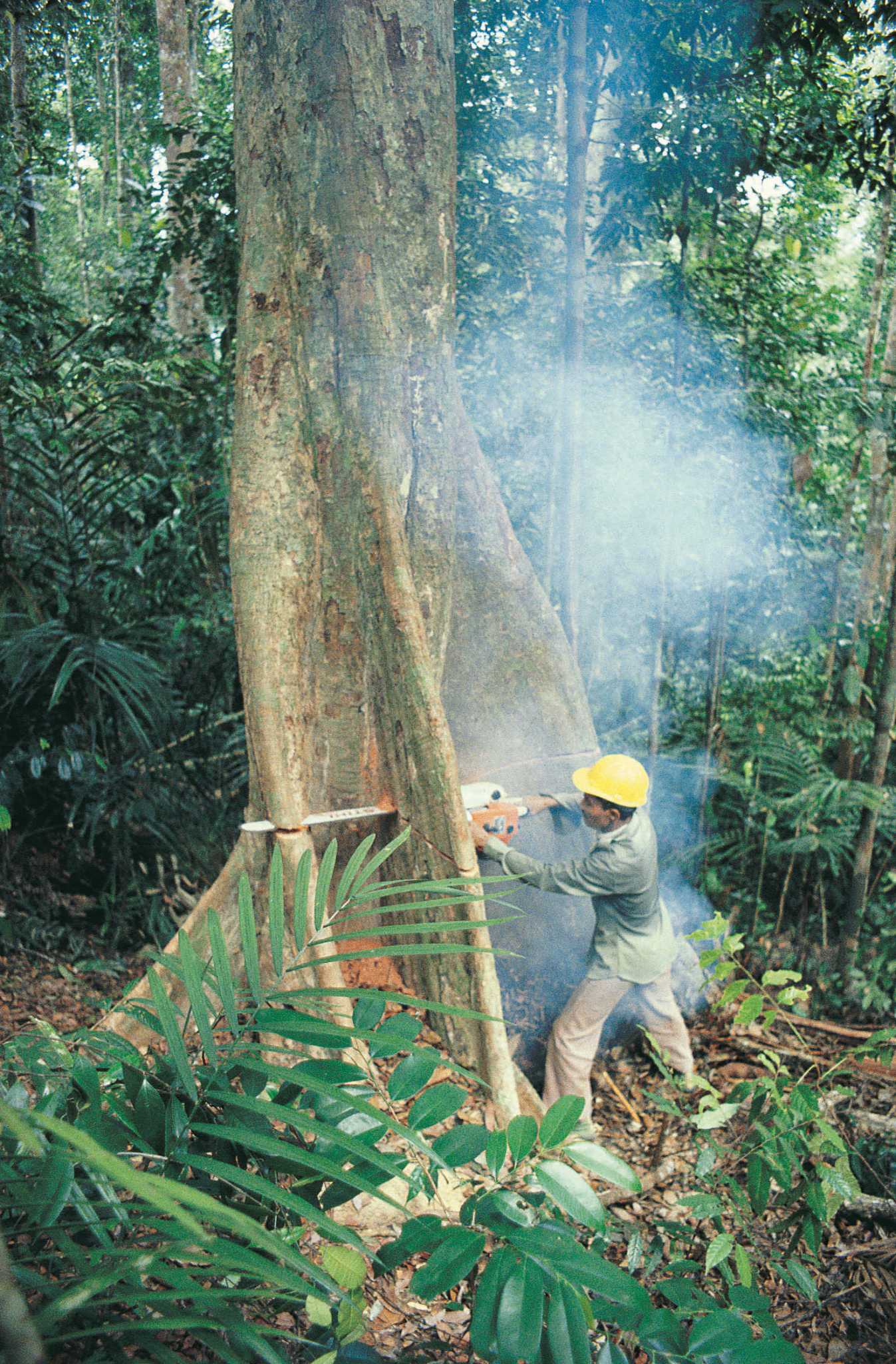 What Does the Average Swamp Logger Make?