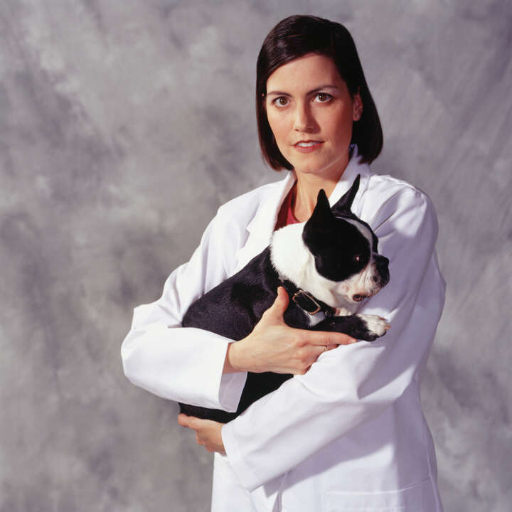 What Do I Do if I Forgot to Renew My Vet Tech License?