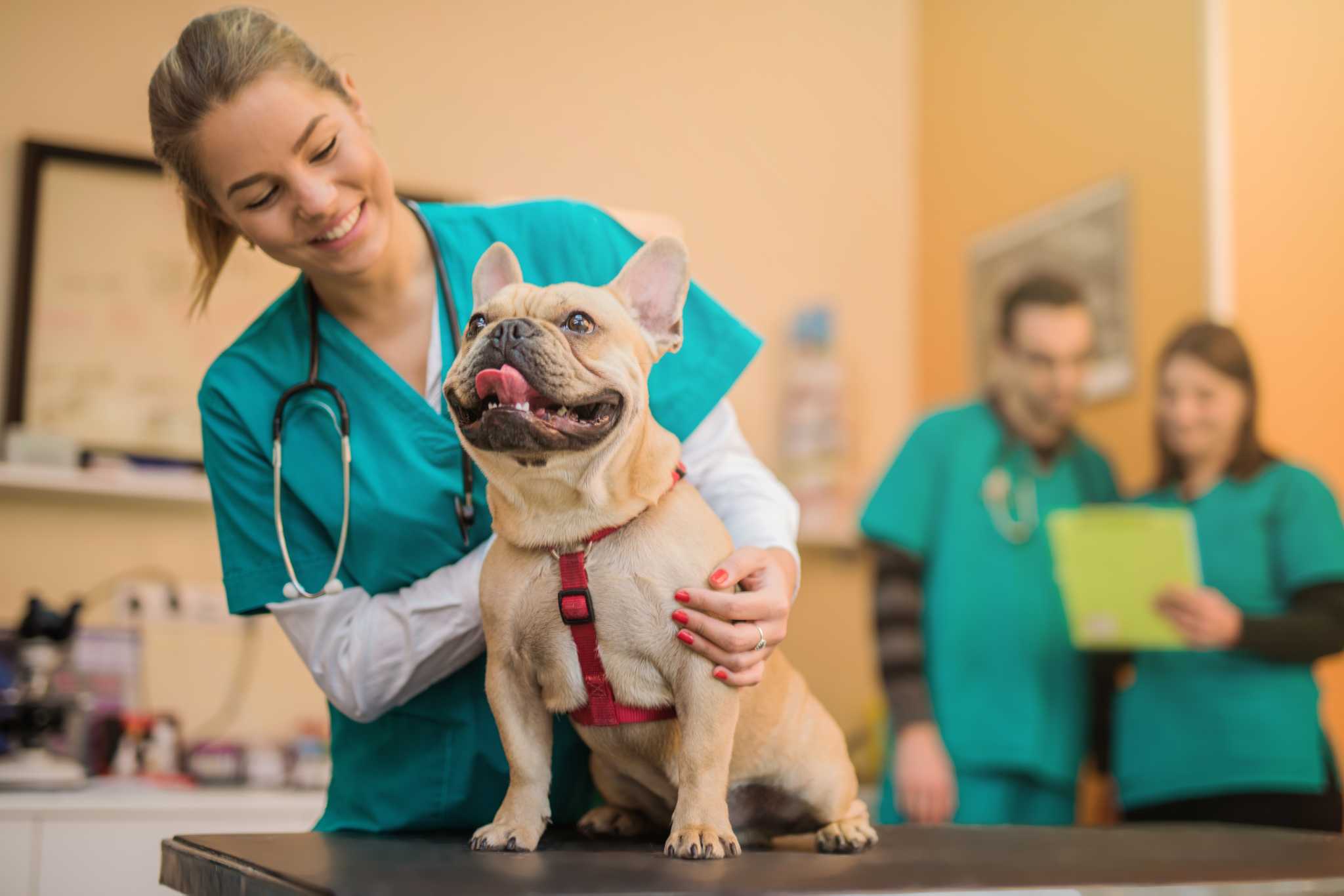 Information on Becoming a Large-Animal Vet