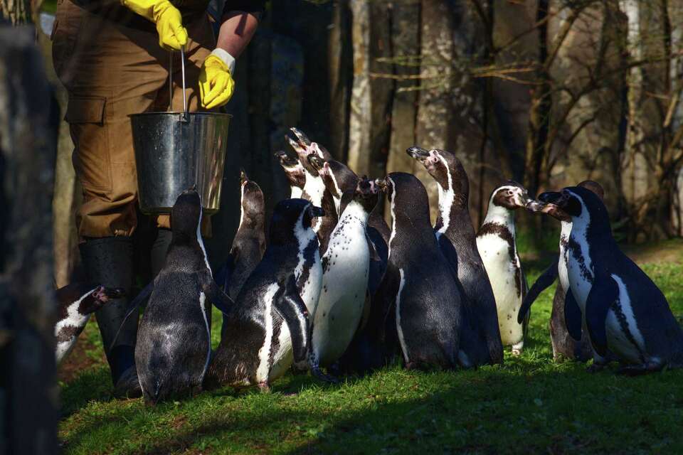 What Jobs Could a Zoologist Get?
