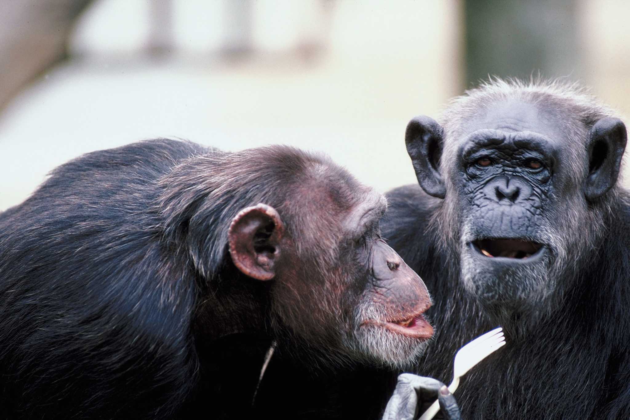 lead zookeeper salary