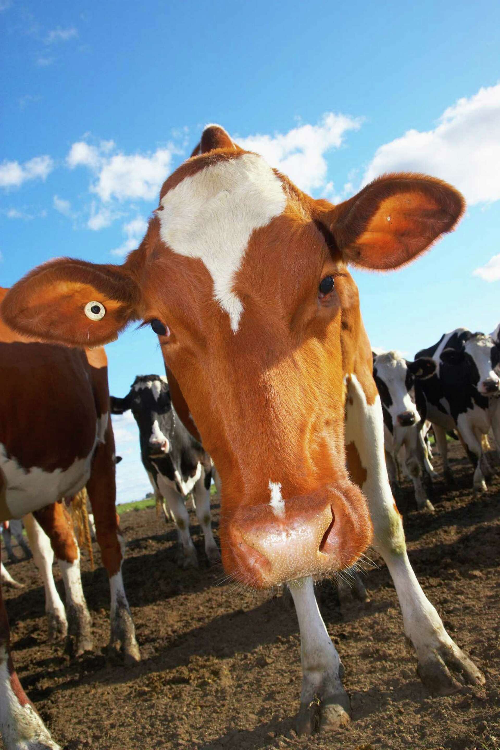 Reproductive Physiologist Jobs in Animal Science
