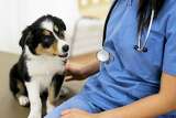 Veterinary Technician Skill Checklist