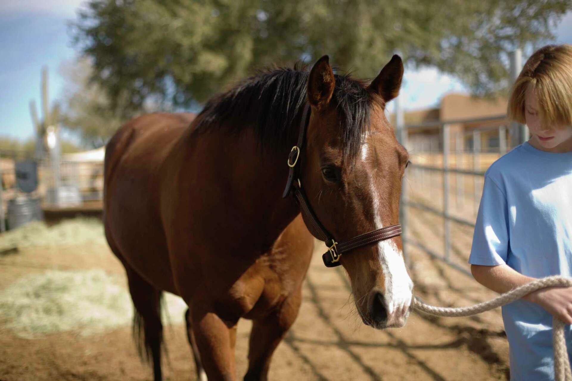 Veterinary Technician Duties in an Equine Practice