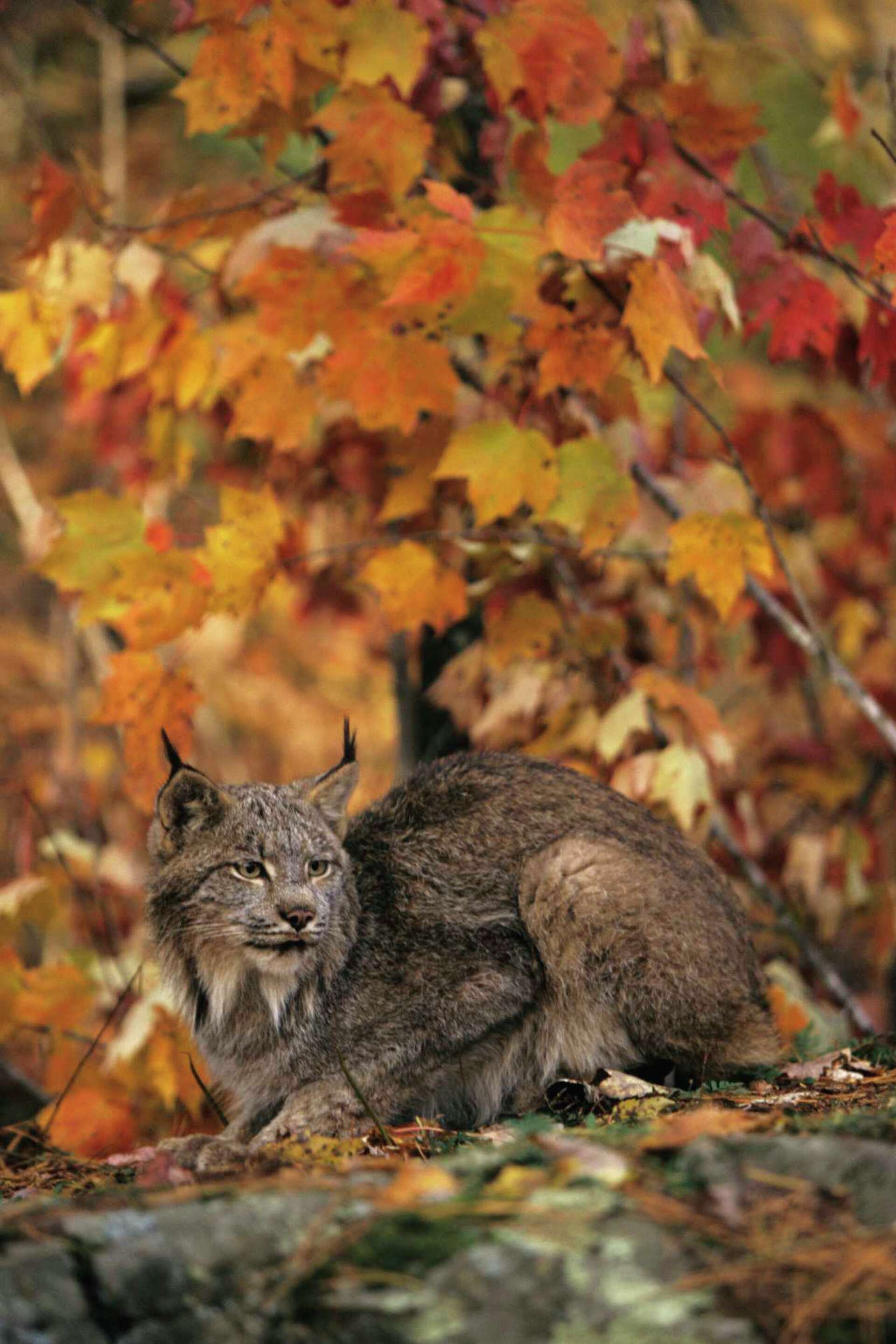 What Does a Wildlife Zoologist Do?