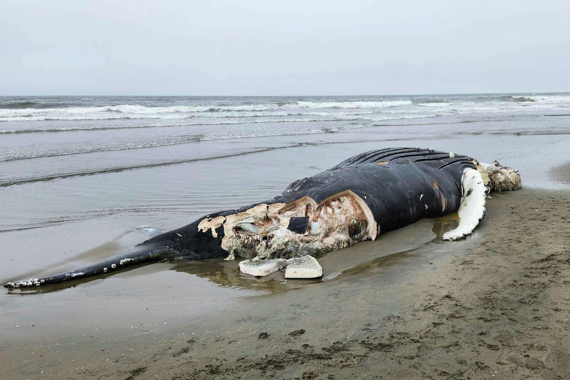 Dead whale washes up at SF’s Fort Funston, emitting ‘terrible’ odor