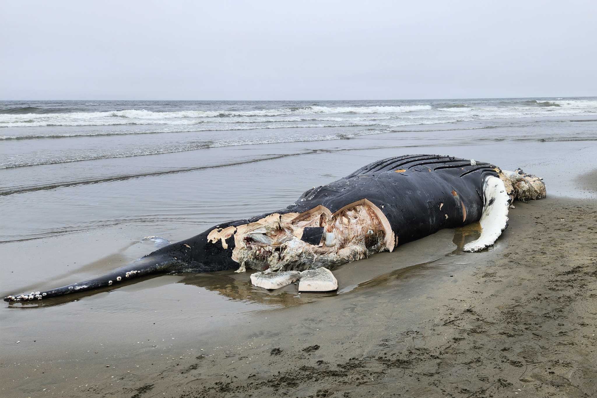 Dead whale washes up at SF’s Fort Funston, emitting ‘terrible’ odor