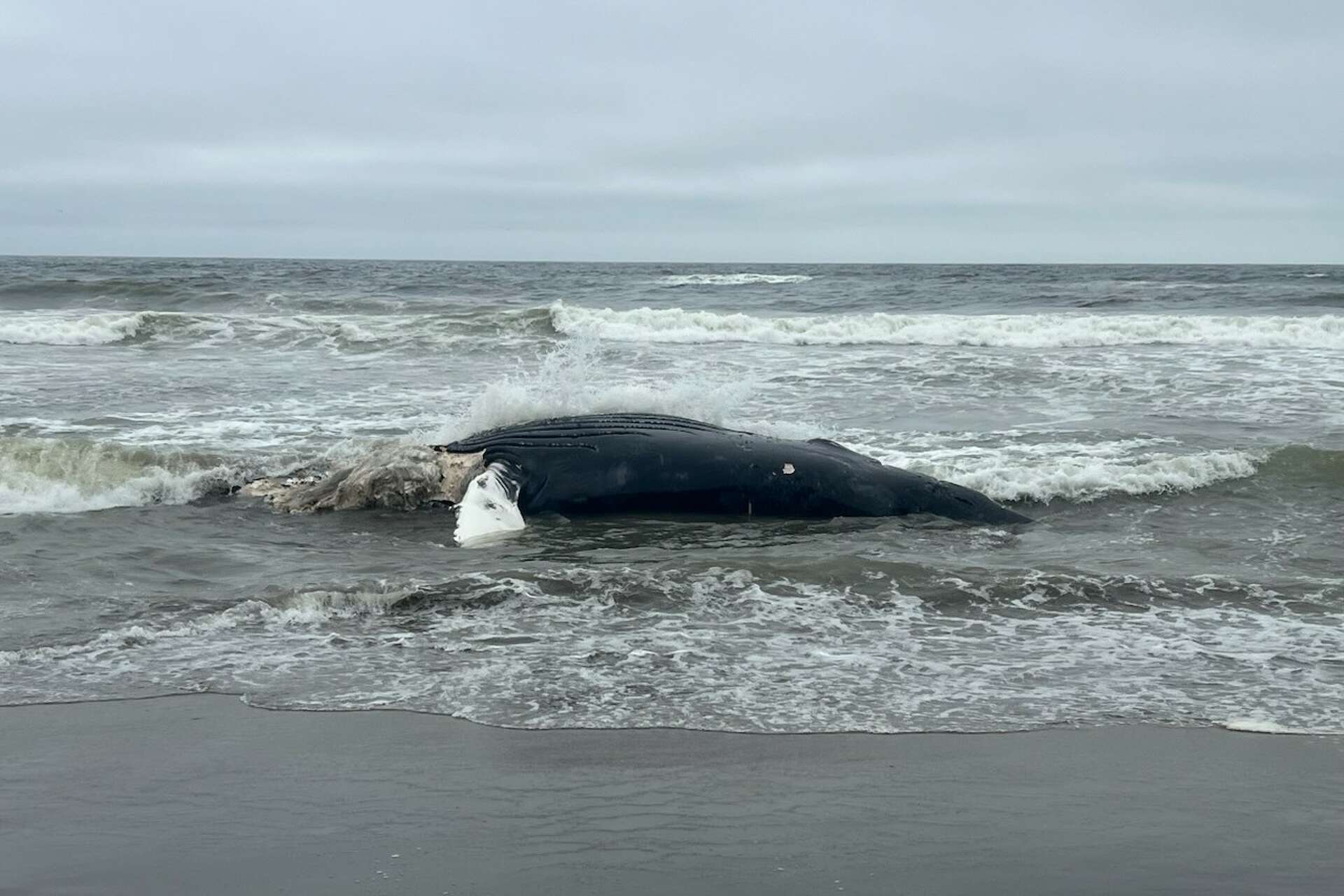 Dead whale washes up at SF’s Fort Funston, emitting ‘terrible’ odor