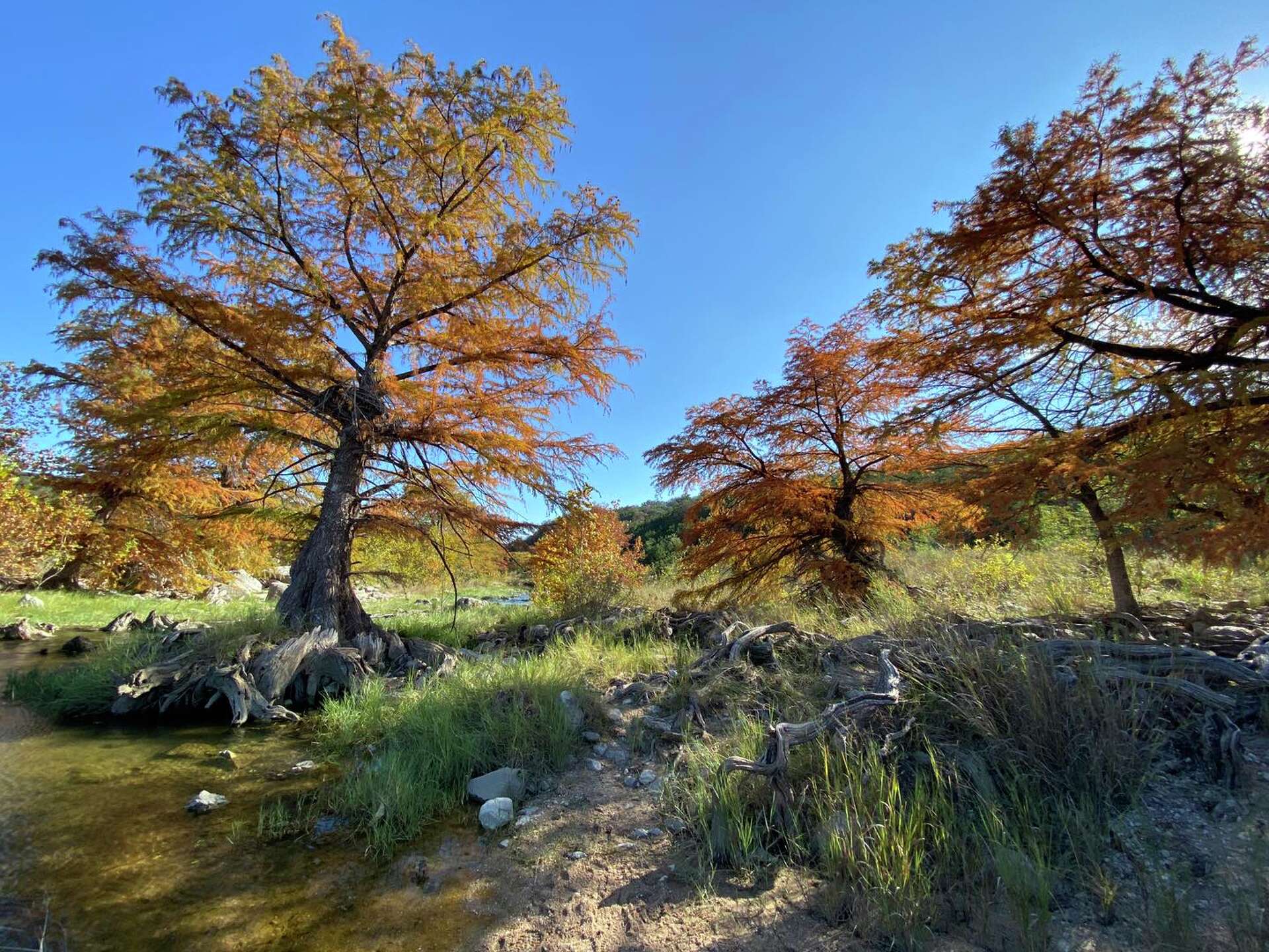 Best trees for Houston to replant after Beryl losses