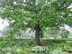 Best trees for Houston to replant after Beryl losses