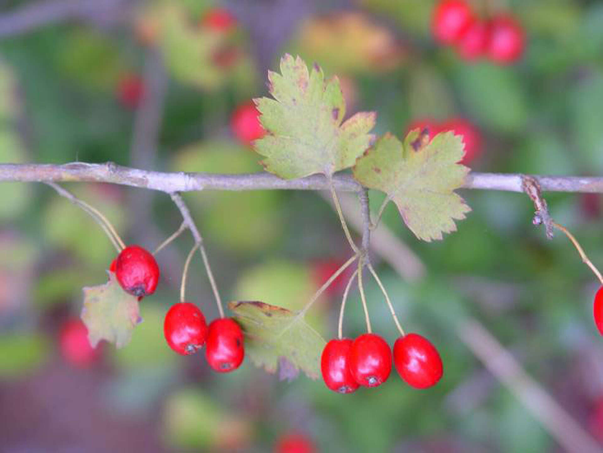 Best trees for Houston to replant after Beryl losses