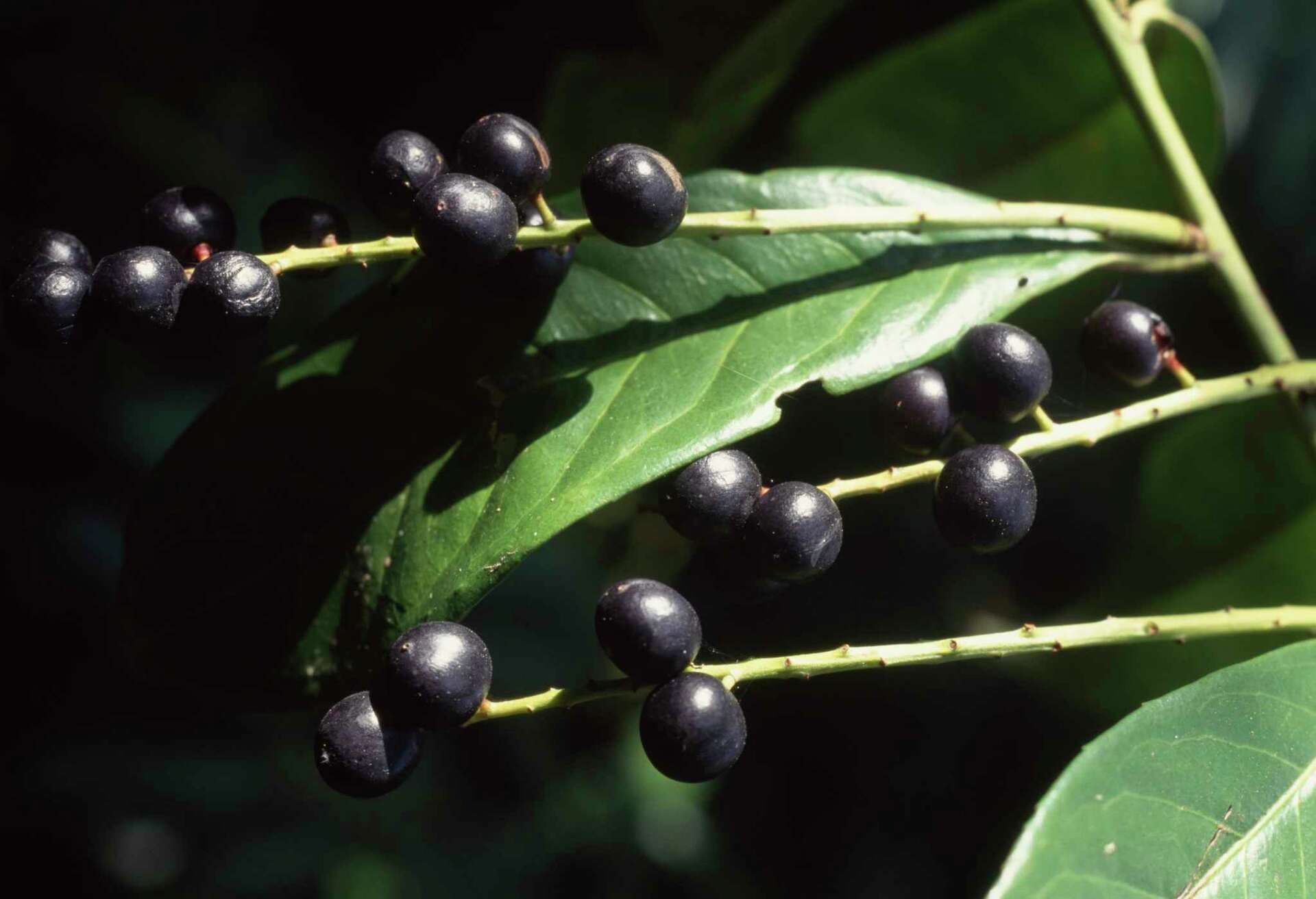 Best trees for Houston to replant after Beryl losses