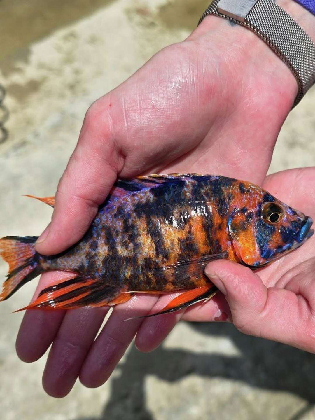 Invasive peacock cichlid caught in Texas river near Leander