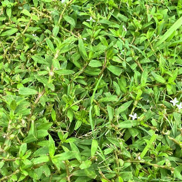 'Little weed' sprouts by live oak