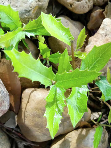 'Little weed' sprouts by live oak