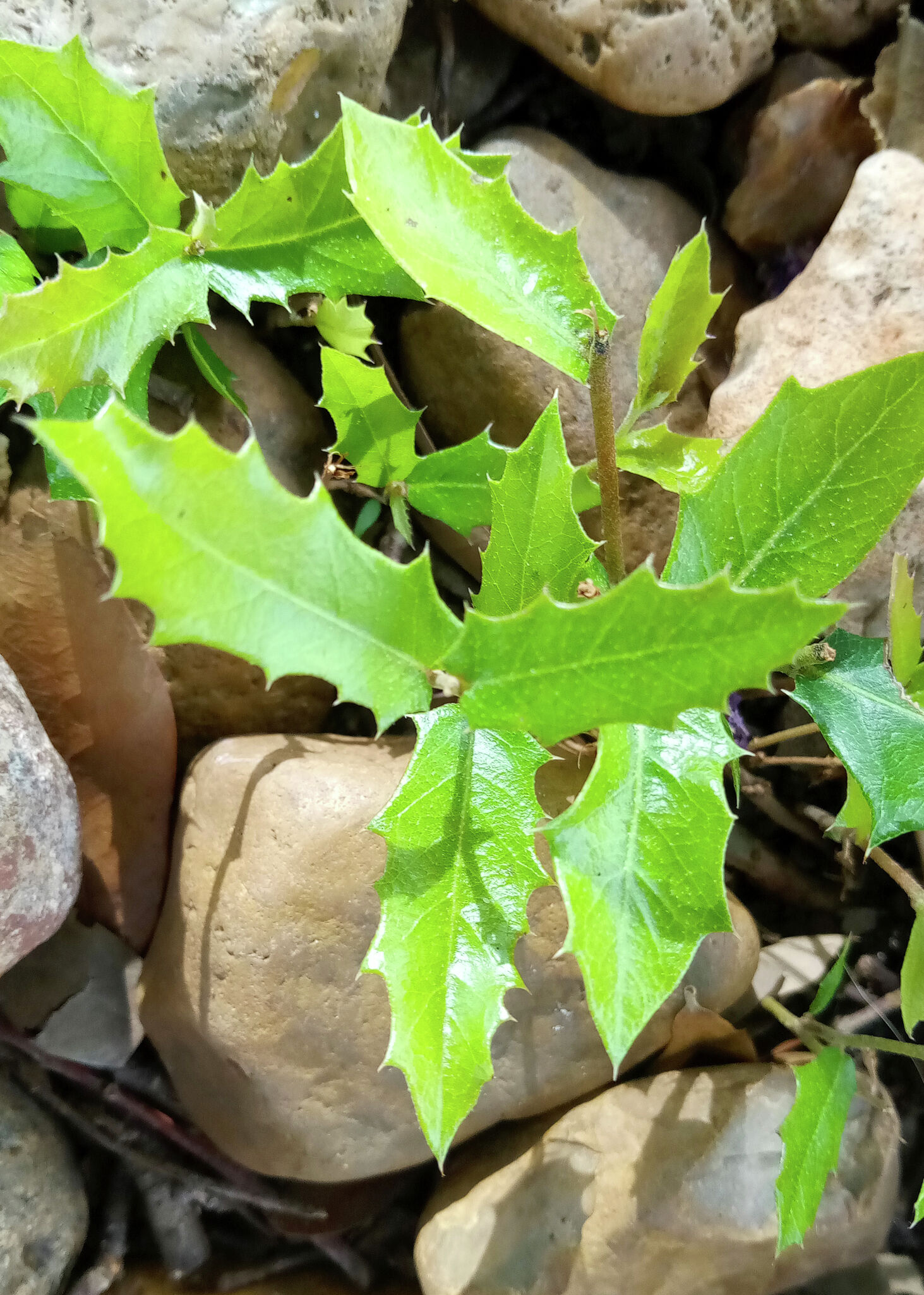 'Little weed' sprouts by live oak