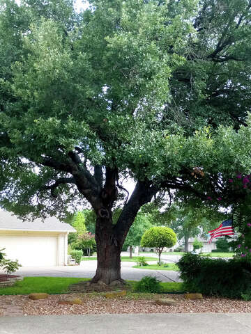 'Little weed' sprouts by live oak