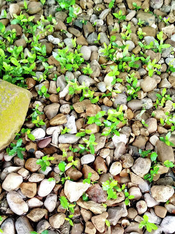 'Little weed' sprouts by live oak