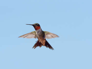 Here's how to attract hummingbirds to your Houston garden