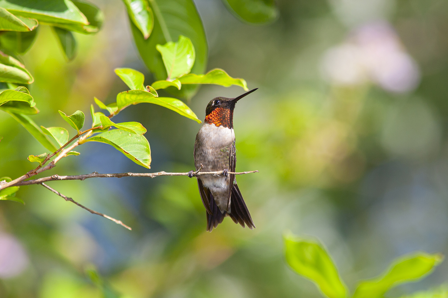 Here's how to attract hummingbirds to your Houston garden