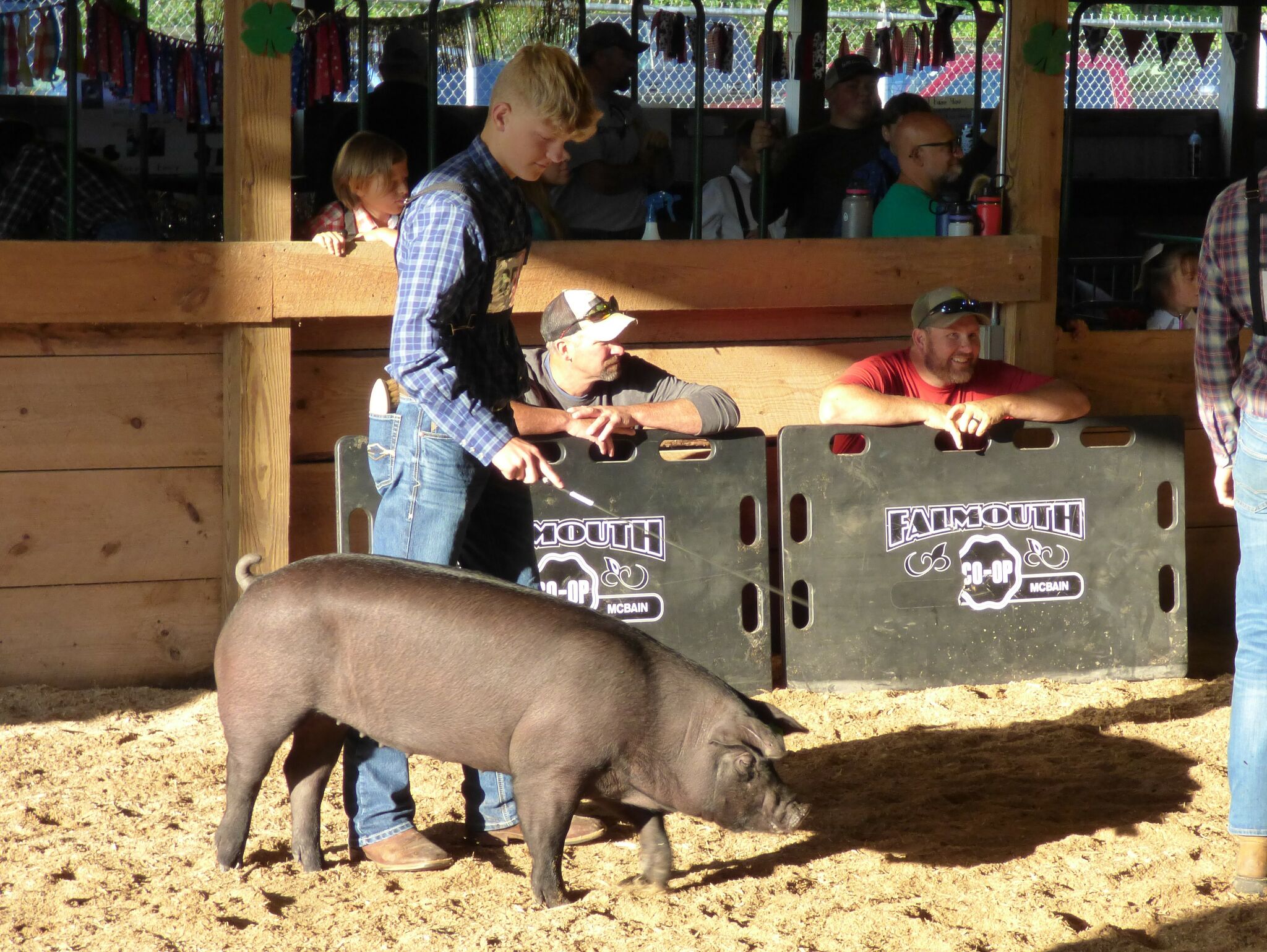 4-H youth showcase livestock at Manistee County Fair